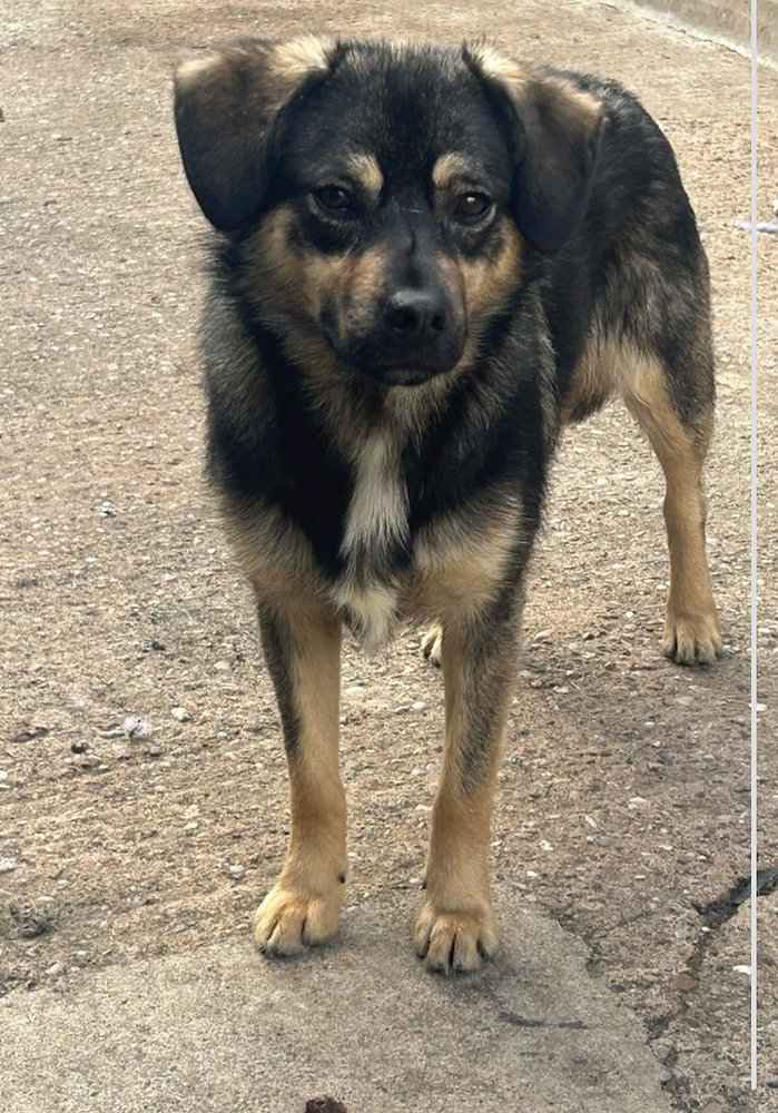 Isaac- 1 year old male