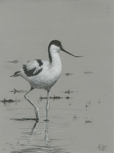 🔴 NOW SOLD Avocet Drawing | My Site