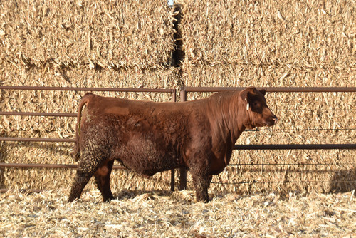 ASH VALLEY EVOLUTION 2526 | Loving Farms