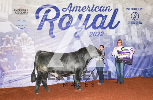 Blue Roan Bull | Kansas Shorthorn Association