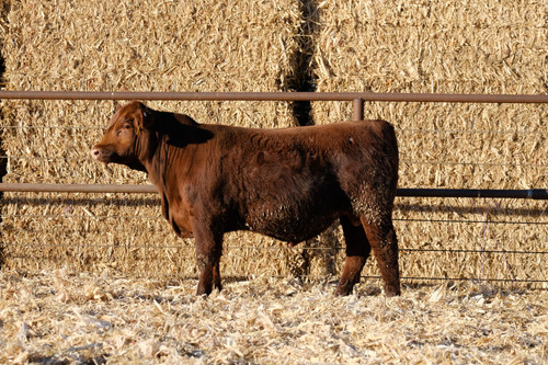 ASH VALLEY COMPLETE 3489 | Loving Farms