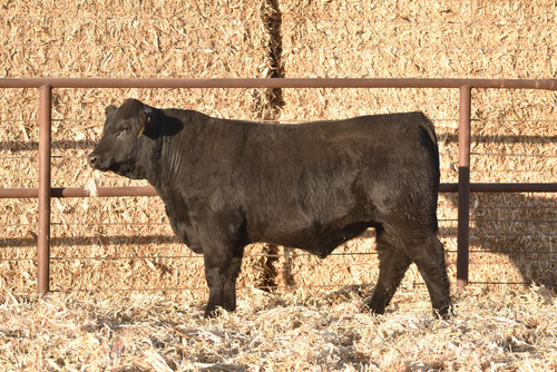 ASH VALLEY EVOLUTION 2075 | Loving Farms