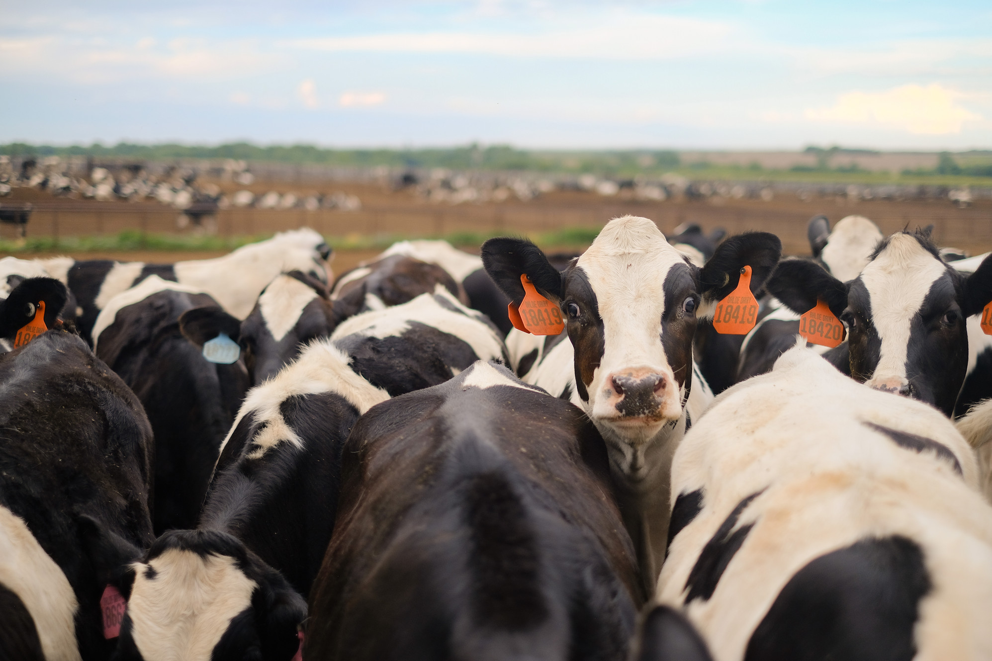Ohlde Family Farms | Kansas Dairy