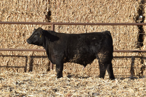 ASH VALLEY COMPLETE 3488 | Loving Farms