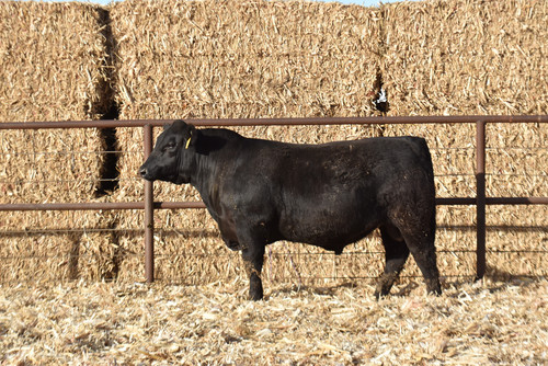 ASH VALLEY STATEMENT 2448 | Loving Farms