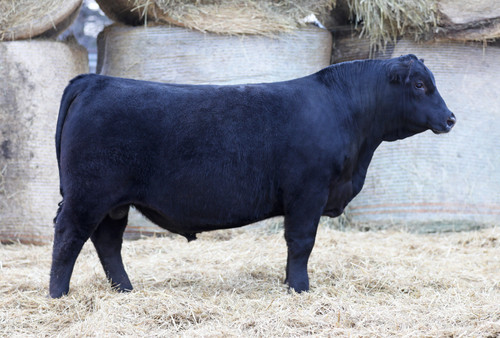 Rossman Man In Black L01 | Rossman Farms