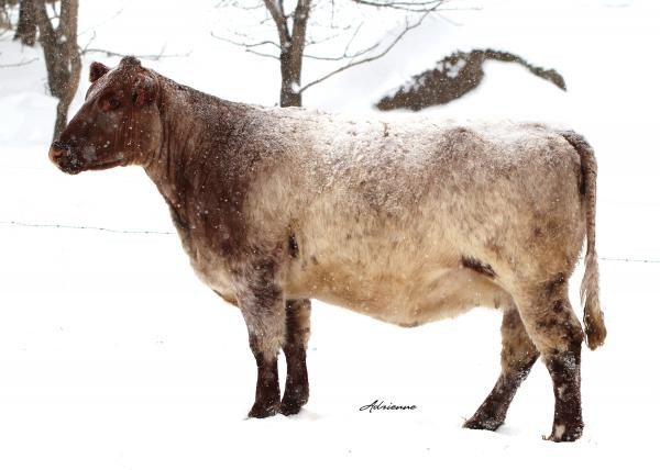 Shorthorn Cattle | Knutson Shorthorns | Pine Island, MN