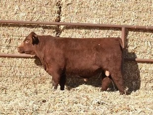 Ash Valley Count 9029 | kansasshorthorn