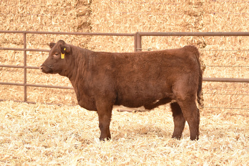 ASH VALLEY LADY 2024 | Loving Farms