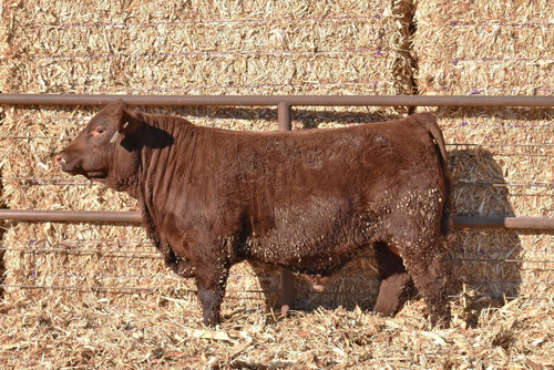 25 Spring Bred Heifers | kansasshorthorn