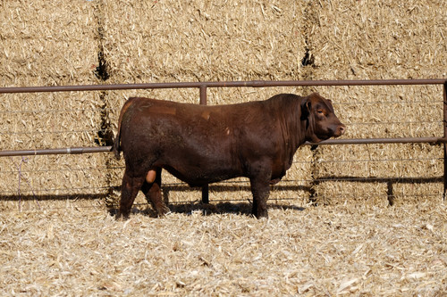 ASH VALLEY ANSWER 2436 | Loving Farms