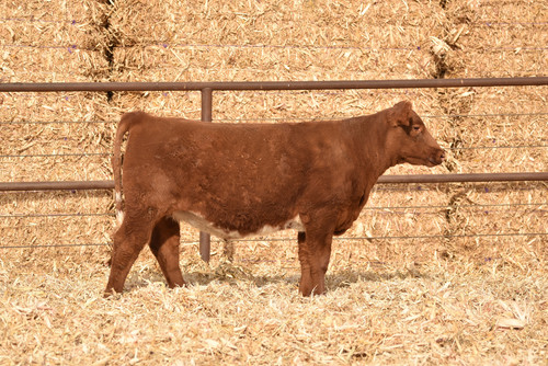 ASH VALLEY GANDY 2130 | Loving Farms