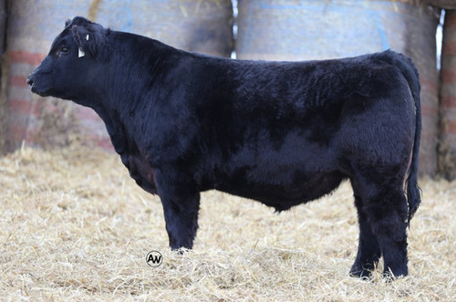 RFG Revolution M52 | Rossman Farms