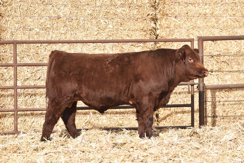 ASH VALLEY EVOLUTION 2095 | Loving Farms