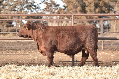 ASHVALLEY TL TIMES SQUARE 3707 | Loving Farms