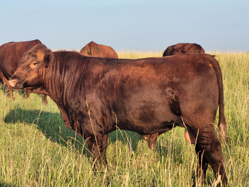 PVSF SUSIE SUE'S RIPPER 211K | kansasshorthorn