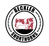 Shorthorn Genetics | Beckler Shorthorns