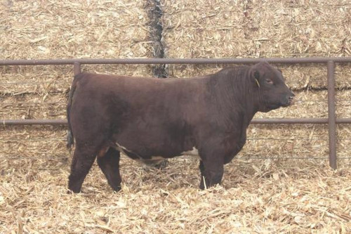 Ash Valley Leader 6607 | kansasshorthorn
