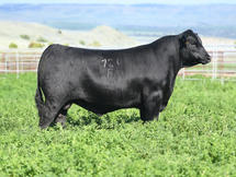 Sale Bulls | Rossman Farms Genetics