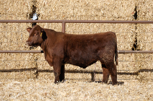 ASHVALLEY TIMES SQUARE 3445 | Loving Farms