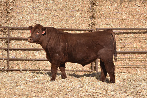 ASH VALLEY RIGHT CHOICE 1676 | Loving Farms