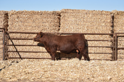 ASH VALLEY ACCELERATE 1610 | Loving Farms