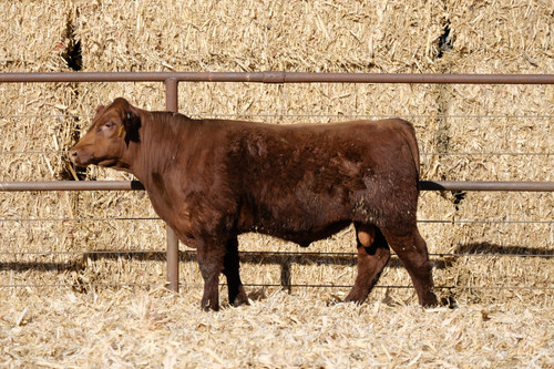 ASHVALLEY TIMES SQUARE 3476 | Loving Farms