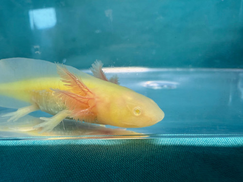 Sun Wave (3"+ GFP Albino Juvenile) | FC Axolotls
