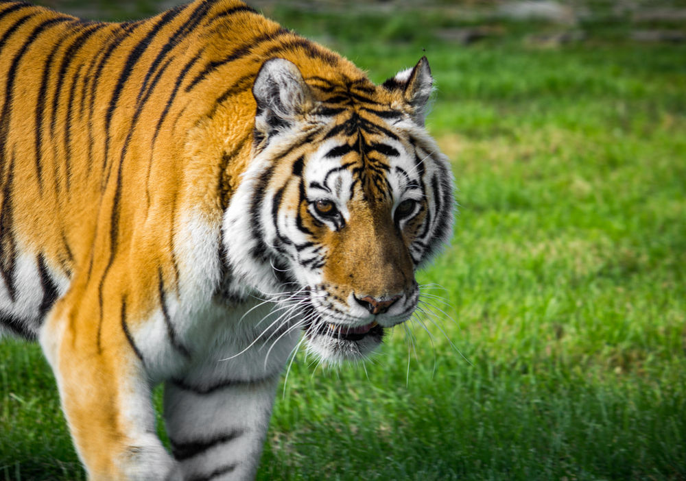 4 Best Zoos to Get Great Animal Pictures In and Around Montreal