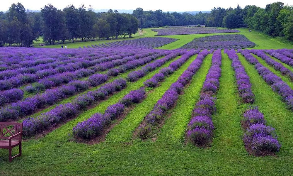 Most Beautiful Places in Magog, Quebec (Travel Guide)
