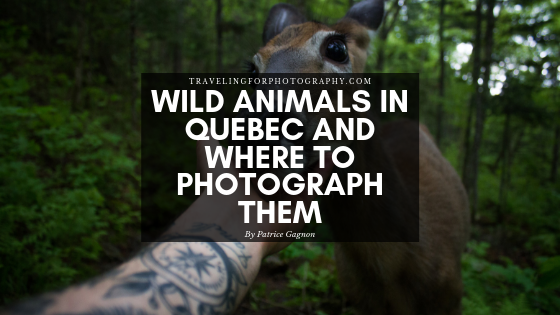 Wild Animals in Quebec and Where to Photograph Them