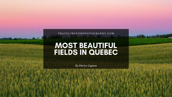 Most Beautiful Fields in Quebec (Flowers, Farms, & More!)