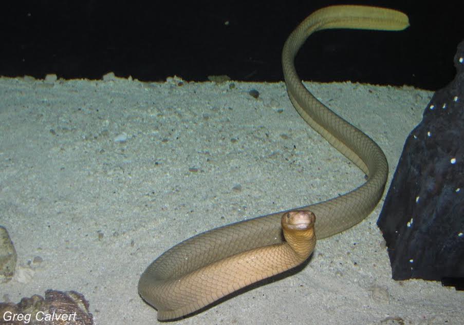 Home | localreptiles