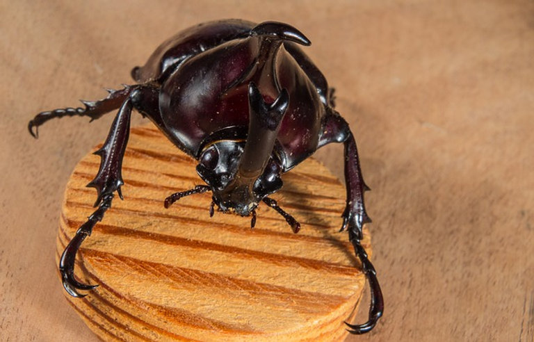 bug buggy bugger bugle bugaboo bugbear debug ladybug