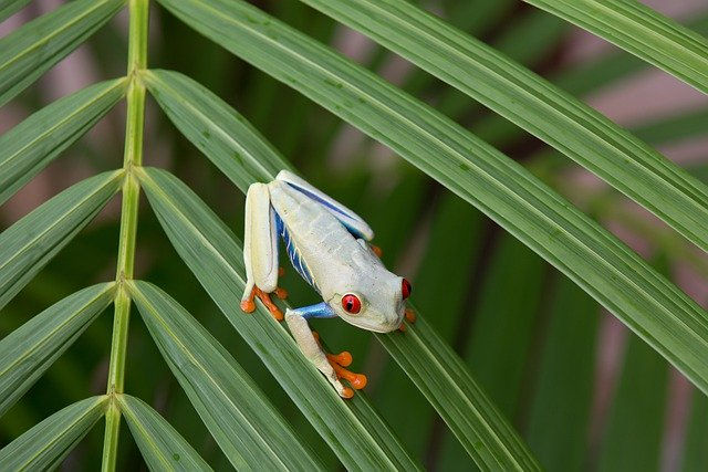 toad toady toadyism toadstool