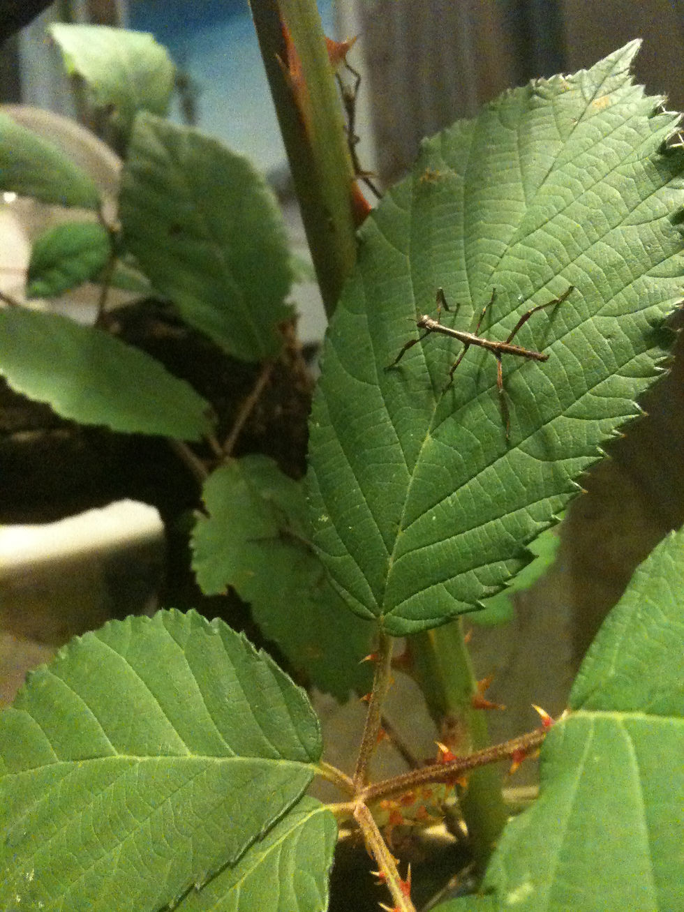 Achrioptera fallax | phasmanatomie