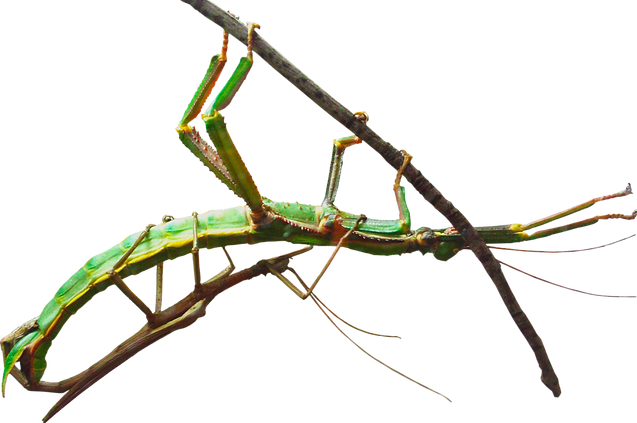 Diapherodes gigantea | phasmanatomie