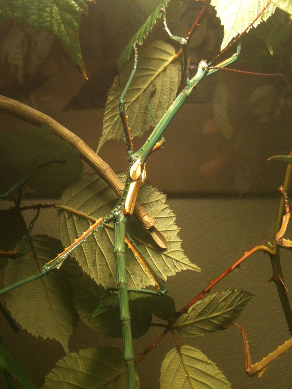 Achrioptera fallax | phasmanatomie