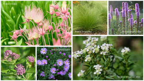 2025 WI Native Pollinator Rain Garden Kit - 10 Pack | Little Sweet Flower