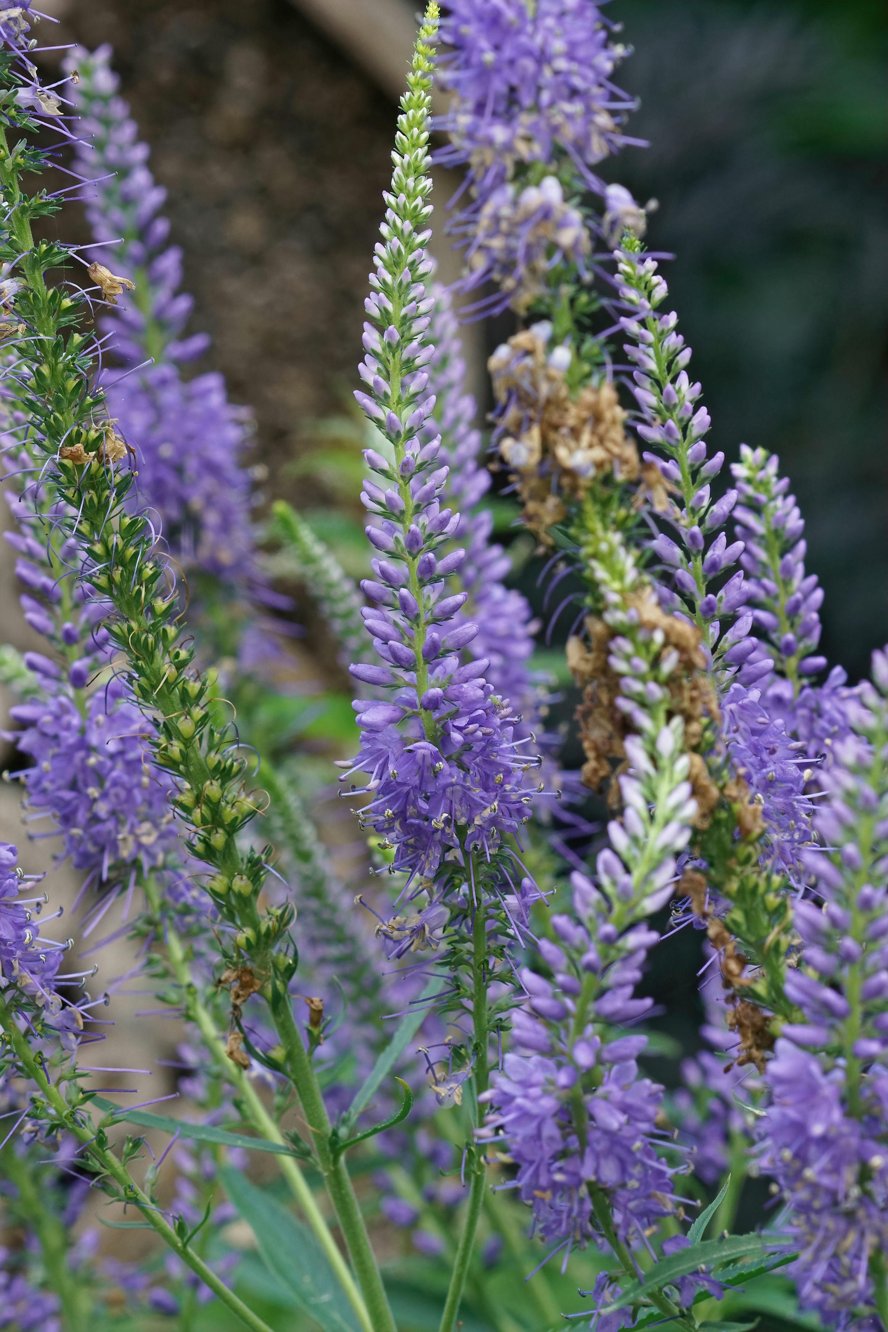 Culver's Root | Little Sweet Flower