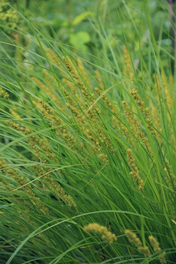 Fox Sedge | Little Sweet Flower