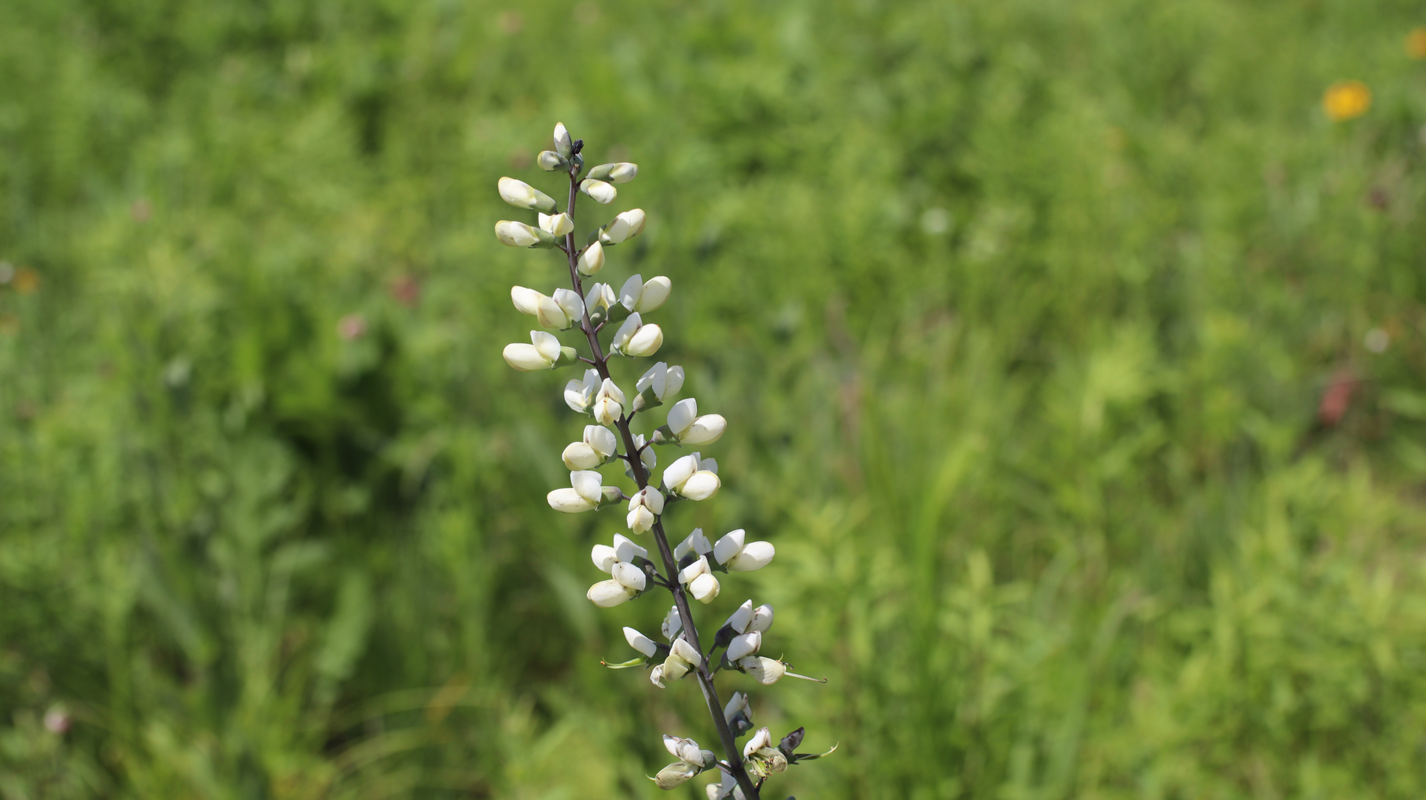 White Wild Indigo | Little Sweet Flower