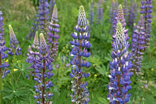 Wild Lupine (Lupinus Perennis) | Little Sweet Flower
