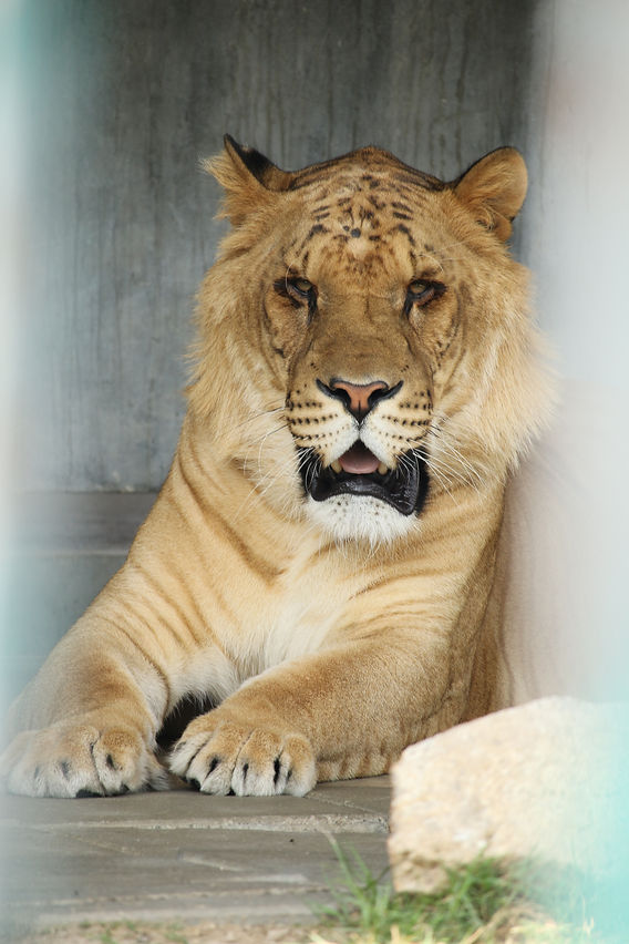 Worlds Largest Tigon