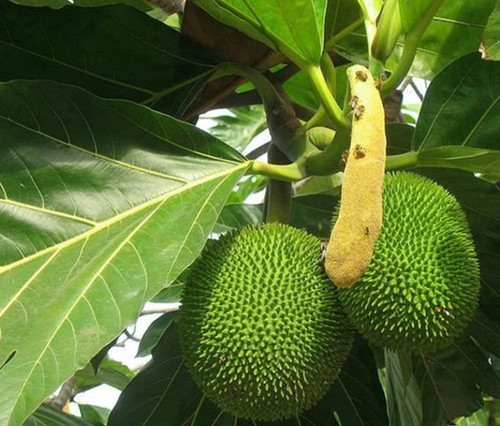 Artocarpus Camansi(Breadnut), 10 seeds/$15 ,shipping $15,phyto ...