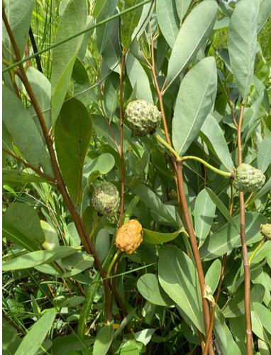 Annona stenophylla, 15 seeds/$5, shipping $15, phyto certificate $12 ...