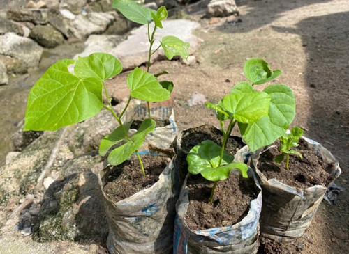 Snot apple, 10 seeds for planting /$5,shipping /$15, phyto certificate ...