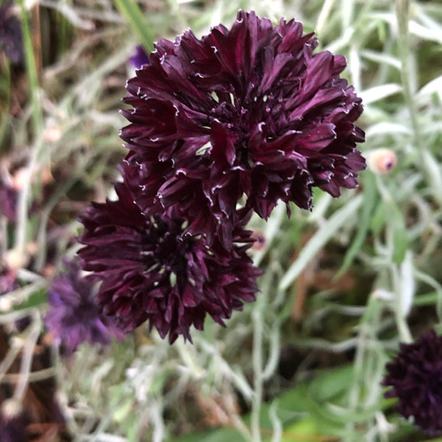 Centaurea cyanus - Cornflower ‘Black Ball’ | Tailored Botanical