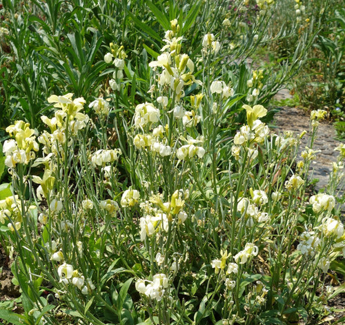 Erysimum - Wallflower ‘Sunset White’ | Tailored Botanical