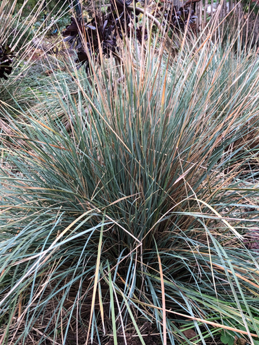 Helictotrichon sempervirens - Blue Oat Grass | Tailored Botanical